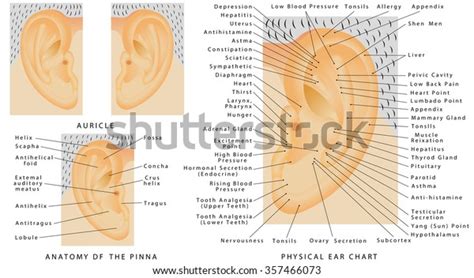 Auricle Human Ear Pina Anatomy Pina Stock Vector Royalty Free 357466073
