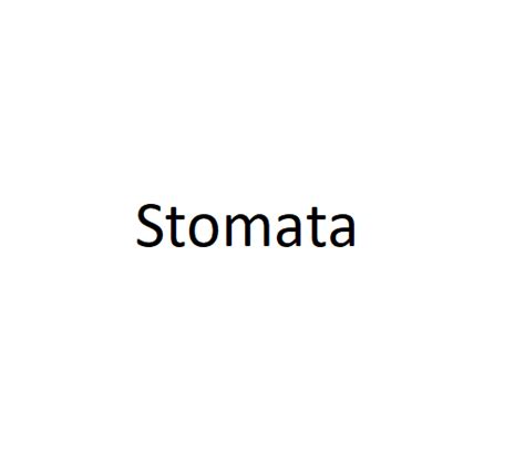 Jual Stomata Terbaru Maret 2024 100 Original Official Store