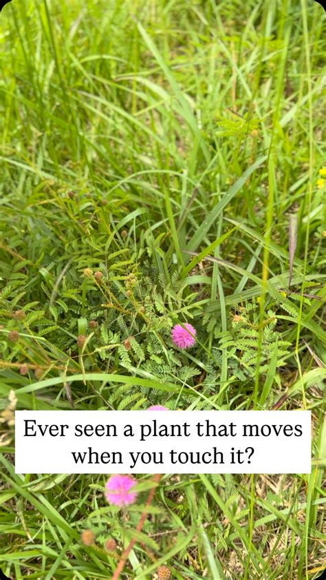 Boosting Grazing Efficiency To 90 Means Warmer Soil Temps Just In