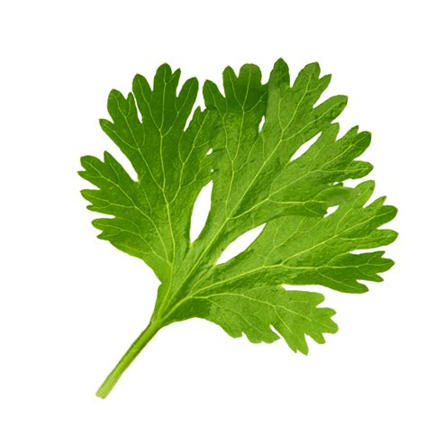 Korijander Začin Upotreba Biljka Kotányi