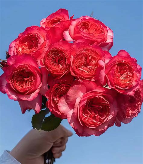 Cai Wei Rose Plant 采薇