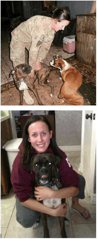 Bamcis Formerly Troy Austin Boxer Rescue