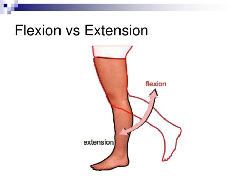 Flexion Vs Extension