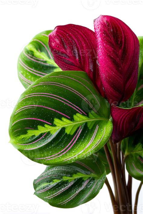 Calathea Plant Featuring Vibrant Green And Pink Leaves With Water