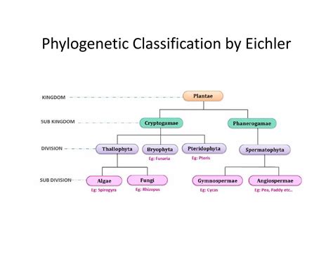 Classification Of Kingdom Including Lifepdf