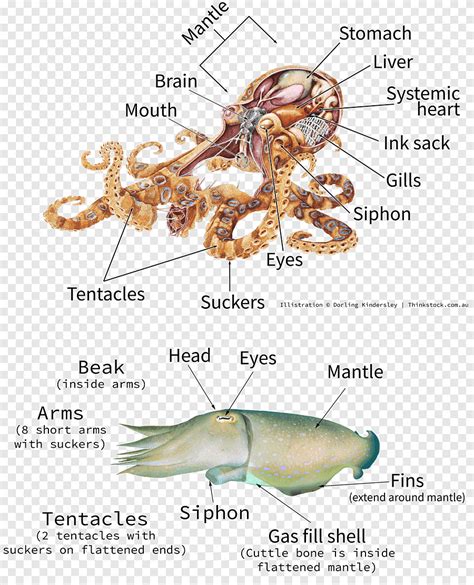 Octopus Anatomy Giant Pacific Octopus Octopus Anatomy Pin Van Lucy