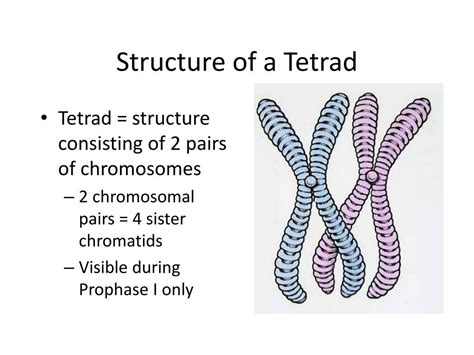 Ppt Understanding Meiosis The Key To Genetic Diversity In Sexual
