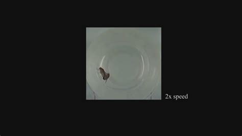 果蝇求偶和交配的过程 Sex Behavior Of Drsophila （courtship And Copulation） Youtube