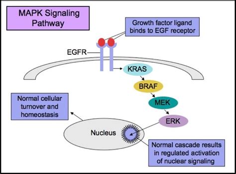 Mapk Pathway Ras Raf Mek Erk Signaling Pathway