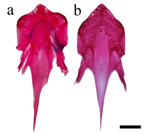 Figure 7 In Review Of The Odontesthes Perugiae Species Group From Río