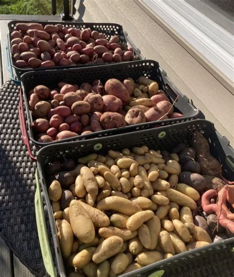 12 Steps On How To Grow Potatoes