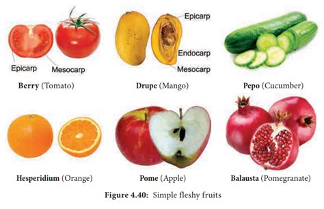 Simple Fruits And Its Types Fleshy And Dry Fruit Botany Botany