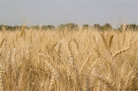 Time To Plant Winter Wheat Manitoba Co Operator