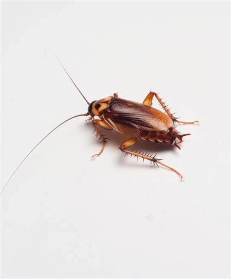 Cockroach Underside Images Free Download On Freepik