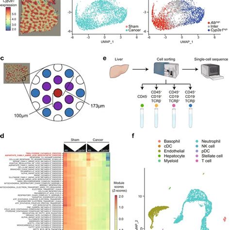 Spatial And Single Cell Characterization Of The Livers Of Download