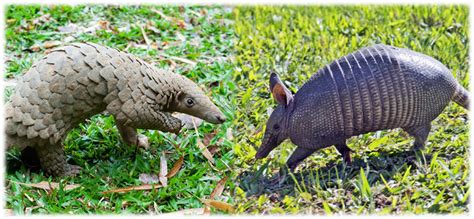 African Mammal With Armor