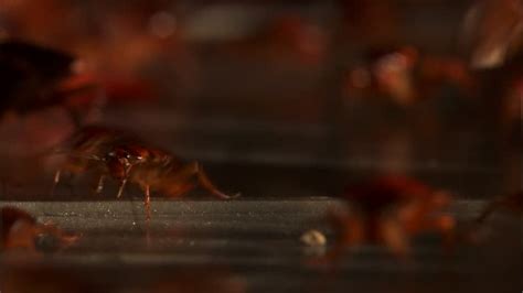 985 Cockroach Stock Videos Footage And 4k Video Clips Getty Images
