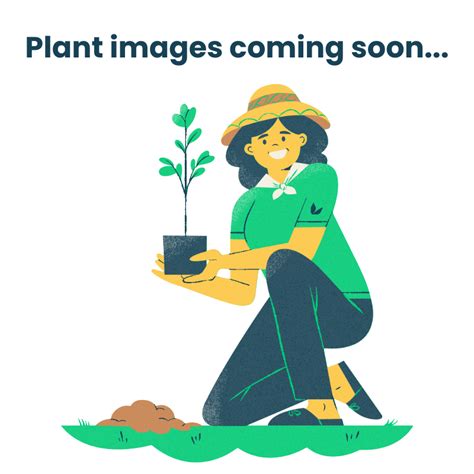 Ochna Pulchra Eco Restoration