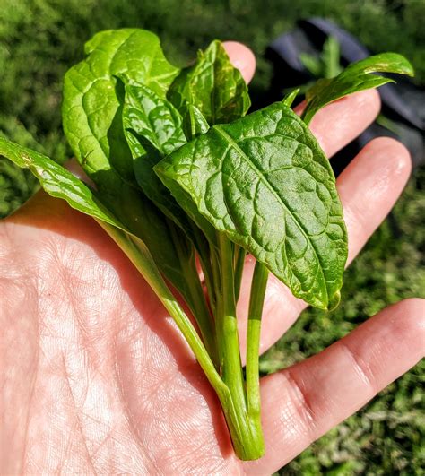The Foraged Foodie Foraging Identification Of Edible Young Spring