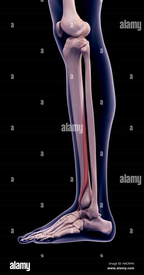 Extensor Hallucis Longus Hi Res Stock Photography And Images Alamy