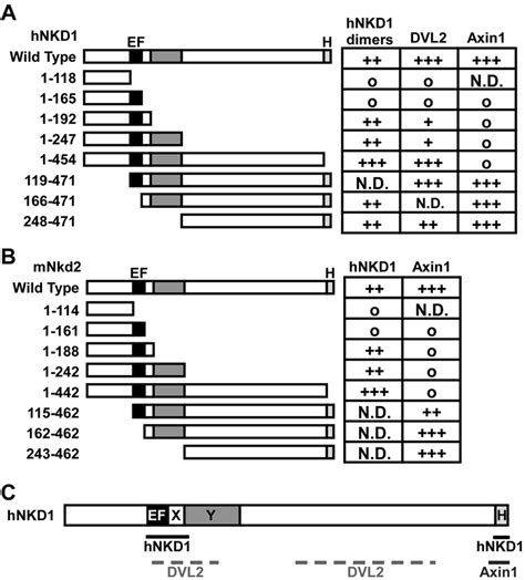 Naked Domains And Interactions Download Scientific Diagram
