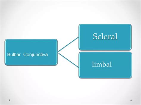 Anatomy Of Conjunctiva Pptx