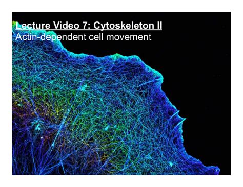 D103 Cell Biology Lecture Video 7 Actin Dynamics In Cell Migration