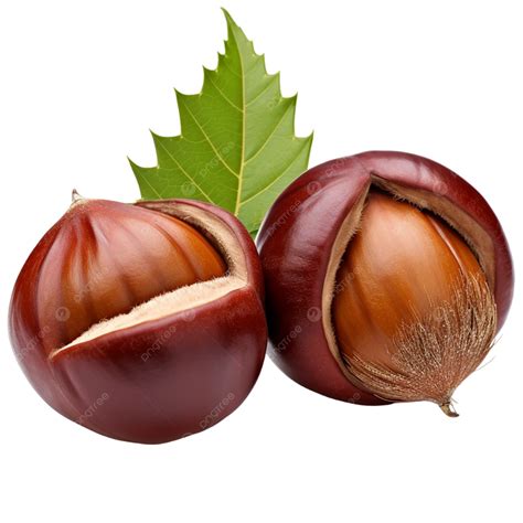Chestnut Nuts With Leaves On Transperent Background Chestnut Nuts