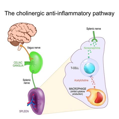 41 Catecholamine Pathway Royalty Free Photos And Stock Images