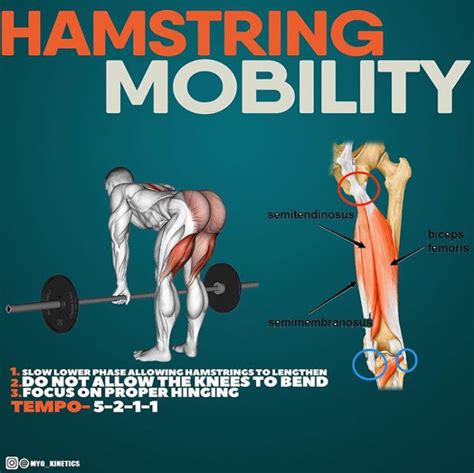 Hamstring Mobility
