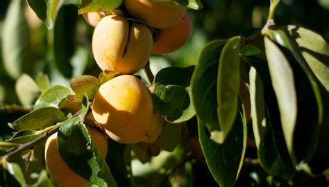 El Persimonio Del Valle De Allende Joya Local Cultivo Sin Registro