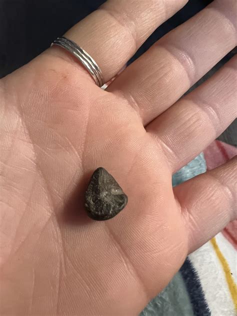 Sharks Tooth Went Shark Tooth Hunting Yesterday And This Is The Ons That Throws Me Off I Used