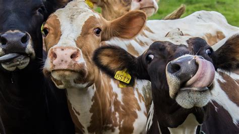 Gas Giants Cows Emit Dangerous Amounts Of Methane Can We Stop Them Buzz News News18