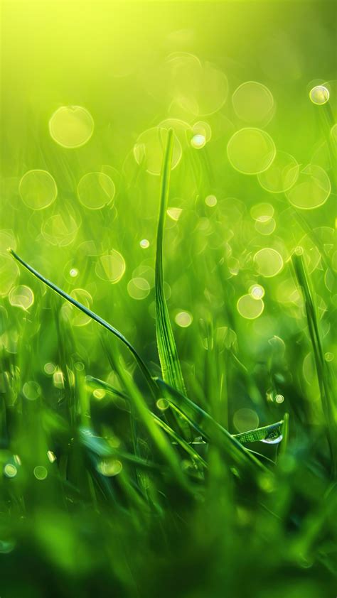 Grass Wallpaper 4k Drops Vibrant