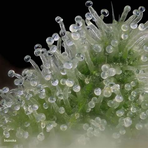 Bask Triangle Farms Bazzoka Regular Seeds Large Trichomes And Easy To Cultivate