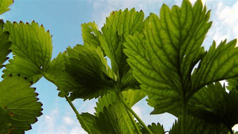 Strawberry Leaves Edible Surprising Health Benefits Revealed