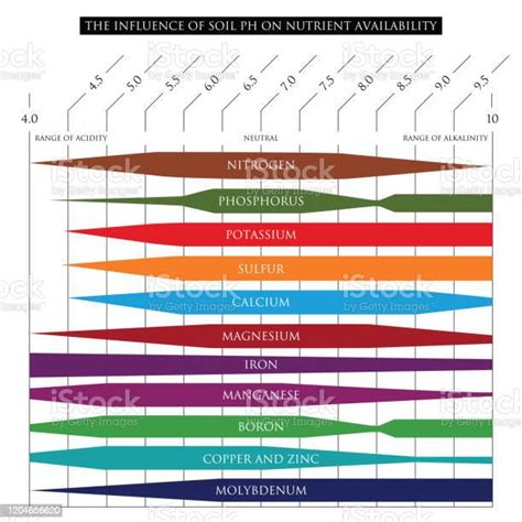 The Influence Of Soil Ph On Nutrient Availability Table Stock