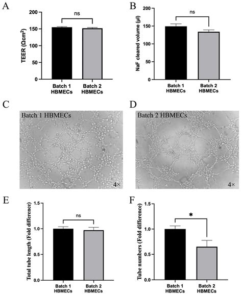 Human Brain Microvascular Cells Hbmecs With Different Morphology And Download Scientific