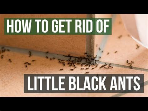 What Are These Tiny Black Ants In My House