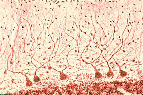 Nervous Tissue Flashcards Quizlet