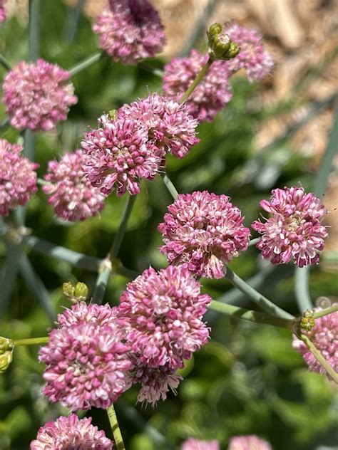 Wild Buckwheat Plant