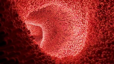 50 Enterocytes Pictures