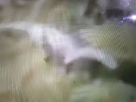 Chris Disney Dinosaur Wiki Fandom