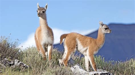 Lama Domestikation In Peru Überraschende Details Kommen Ans Licht Faz