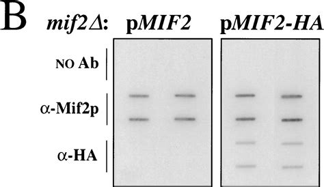 Budding Yeast Centromere Composition And Assembly As Revealed By In Vivo Cross Linking