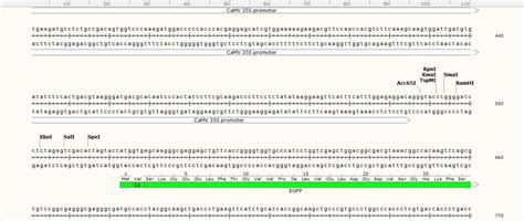 Pcambia1300 Egfp Pcambia1300gfp载体质粒图谱、序列、抗性、价格、测序引物、大小等信息生物风载体