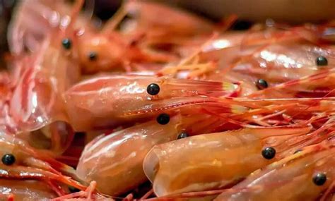 Chitin Là Gì Tổng Quan Những Thông Tin Bạn Cần Biết Học Cùng Thủ Khoa