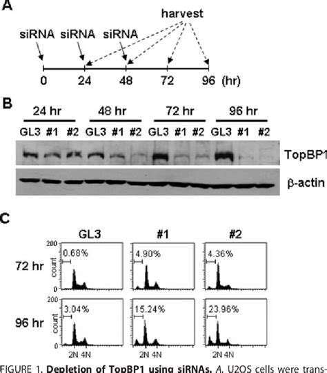 Figure 3 From Human Topbp1 Participates In Cyclin E Cdk2 Activation And