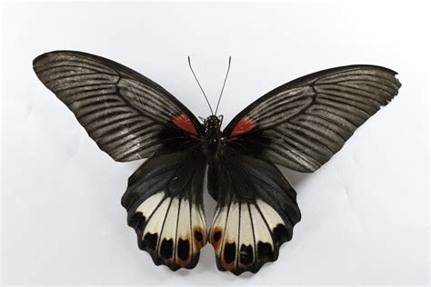 美凤蝶 四川大学博物馆