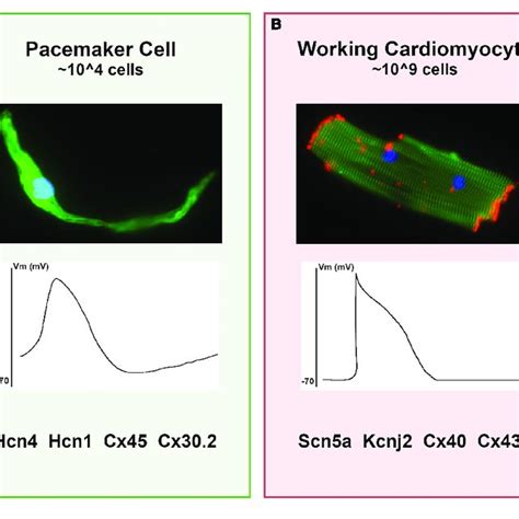 Working Model For Transcriptional Regulation In Pacemaker Cells